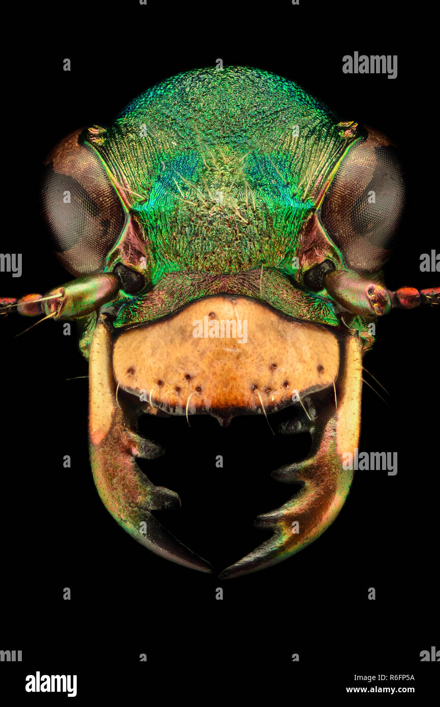 Extreme magnification - Tiger beetle Stock Photo - Alamy