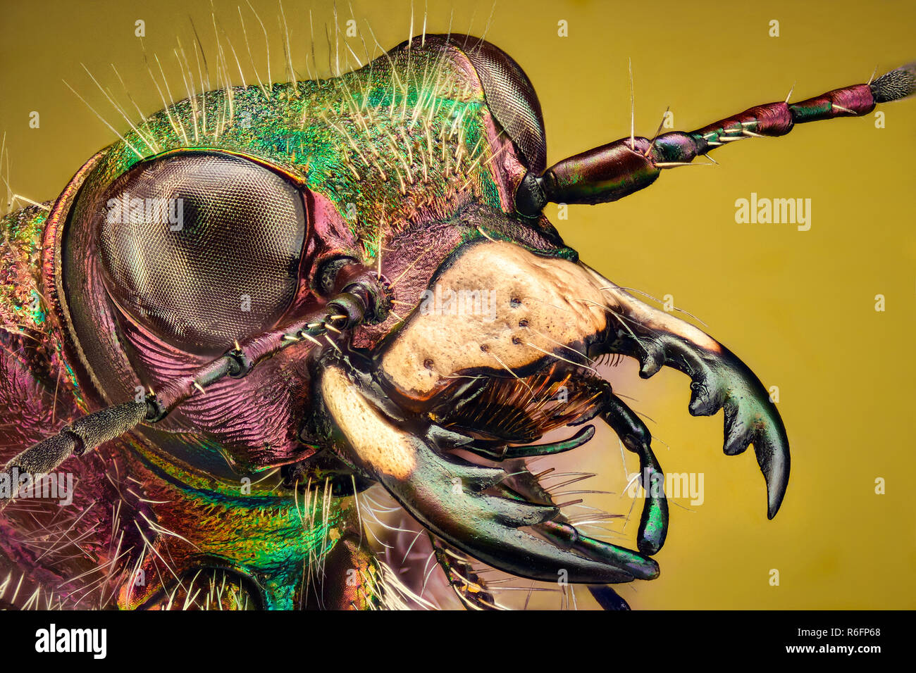 Extreme magnification - Tiger beetle Stock Photo - Alamy