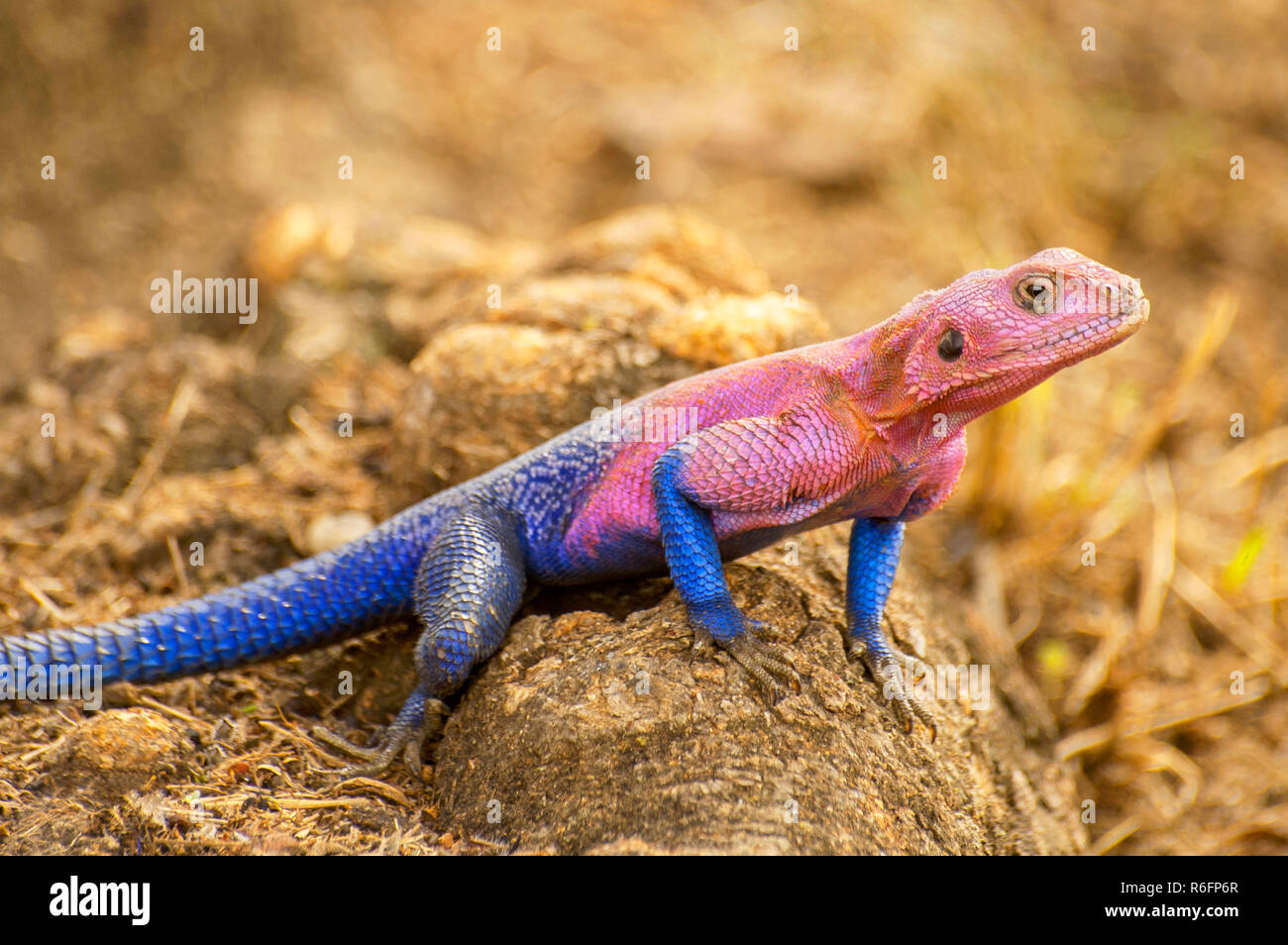The Male Mwanza Flat-Headed Rock Agama (Agama Mwanzae) Or The Spider ...