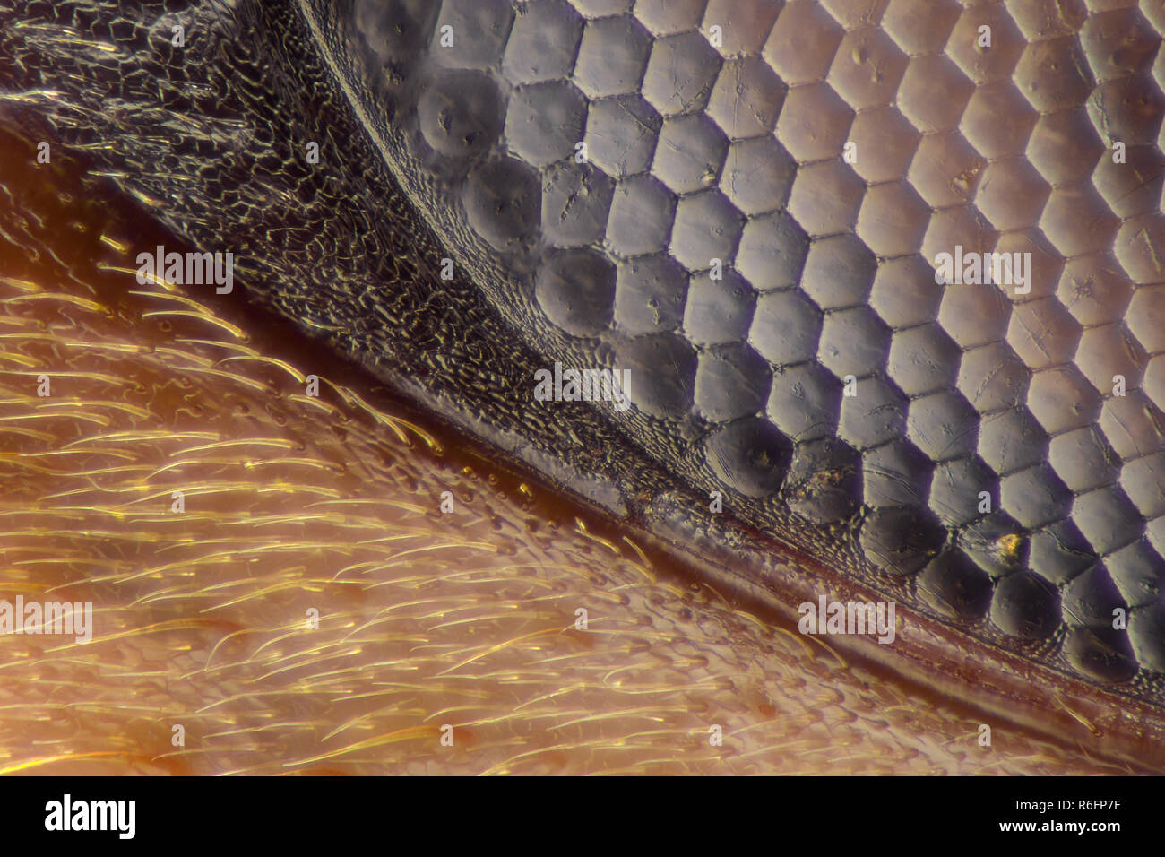 Extreme magnification - Wasp compound eye at 50:1 magnification Stock ...
