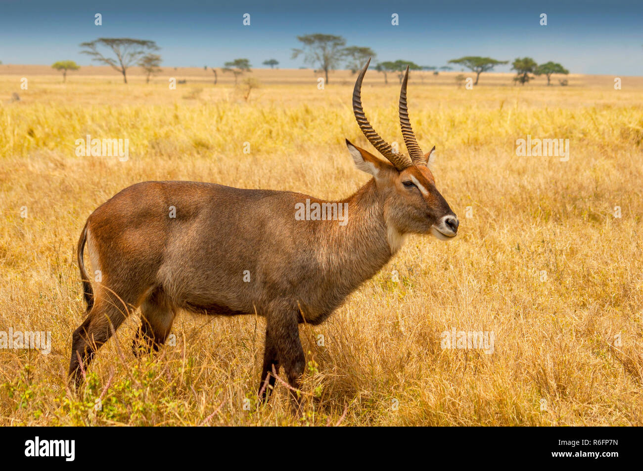 Male Waterbuck (Kobus Ellipsiprymnus) A Large Antelope Found Widely In ...