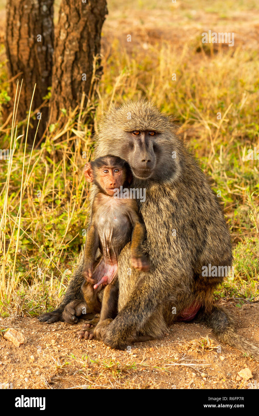 Female Olive Baboon (Papio Anubis), Also Called The Anubis Baboon With ...