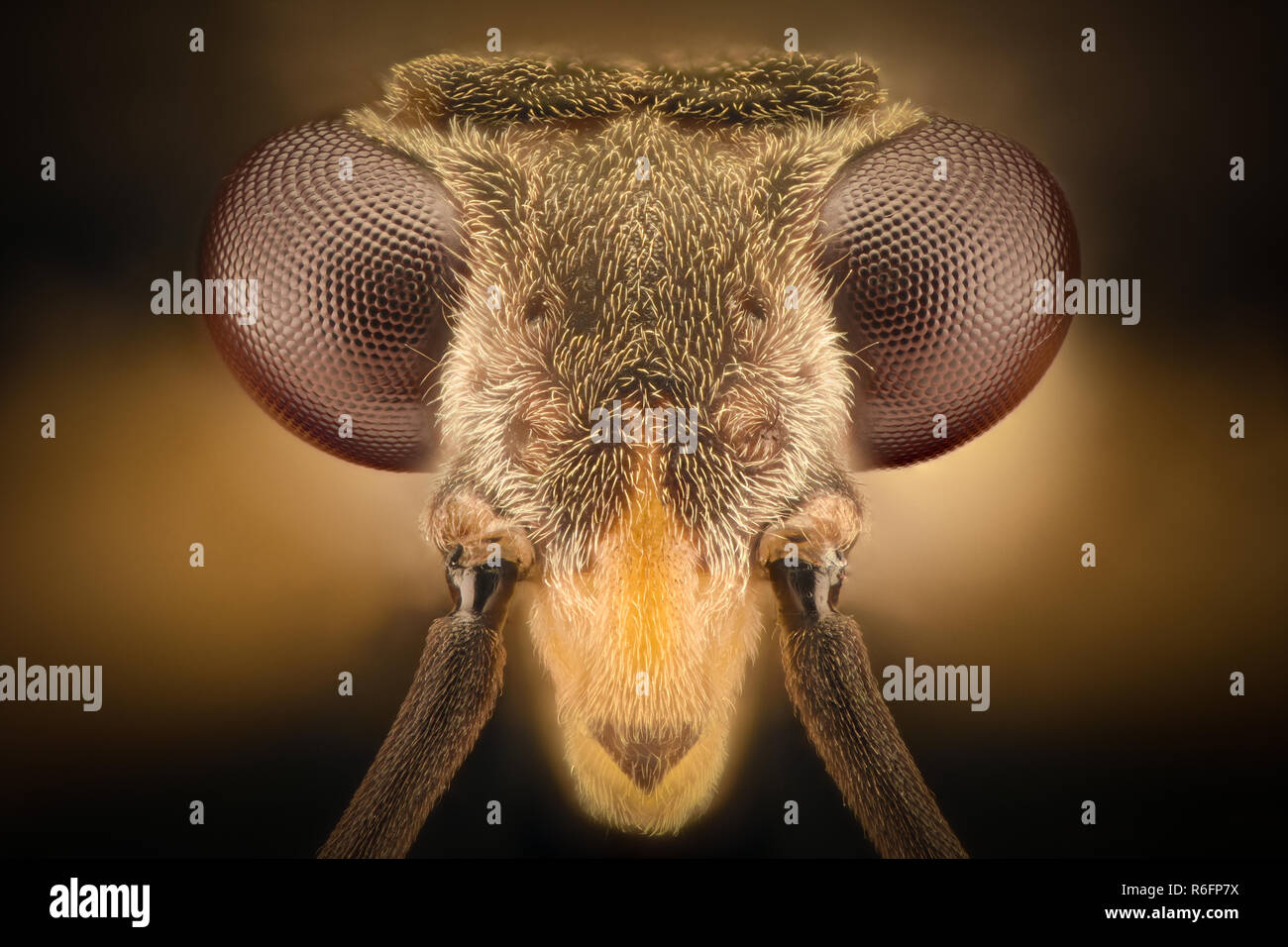 Extreme magnification - Water bug, Gerridae Stock Photo - Alamy