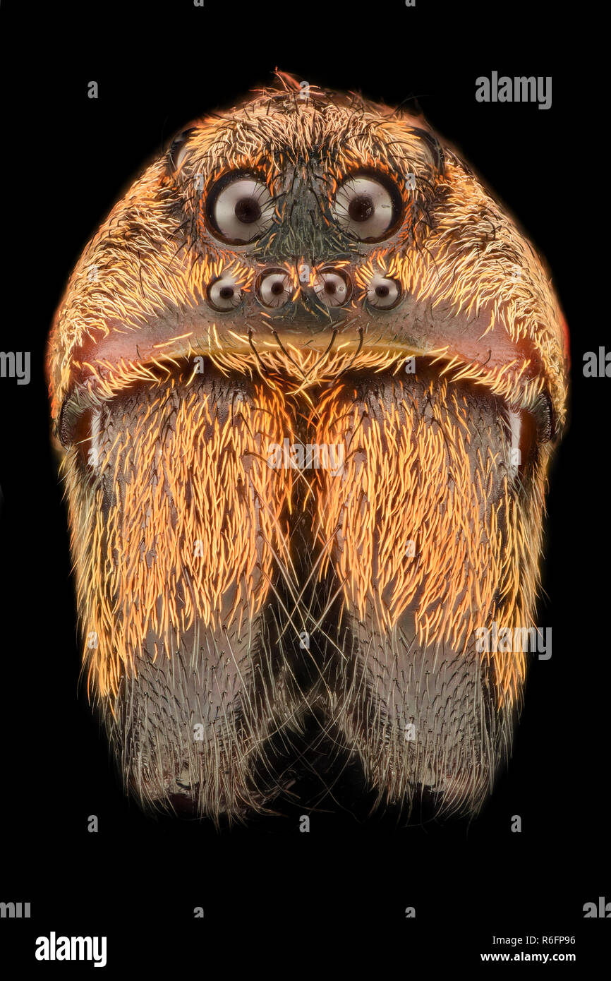 Extreme magnification - Wolf Spider (Lycosidae Stock Photo - Alamy