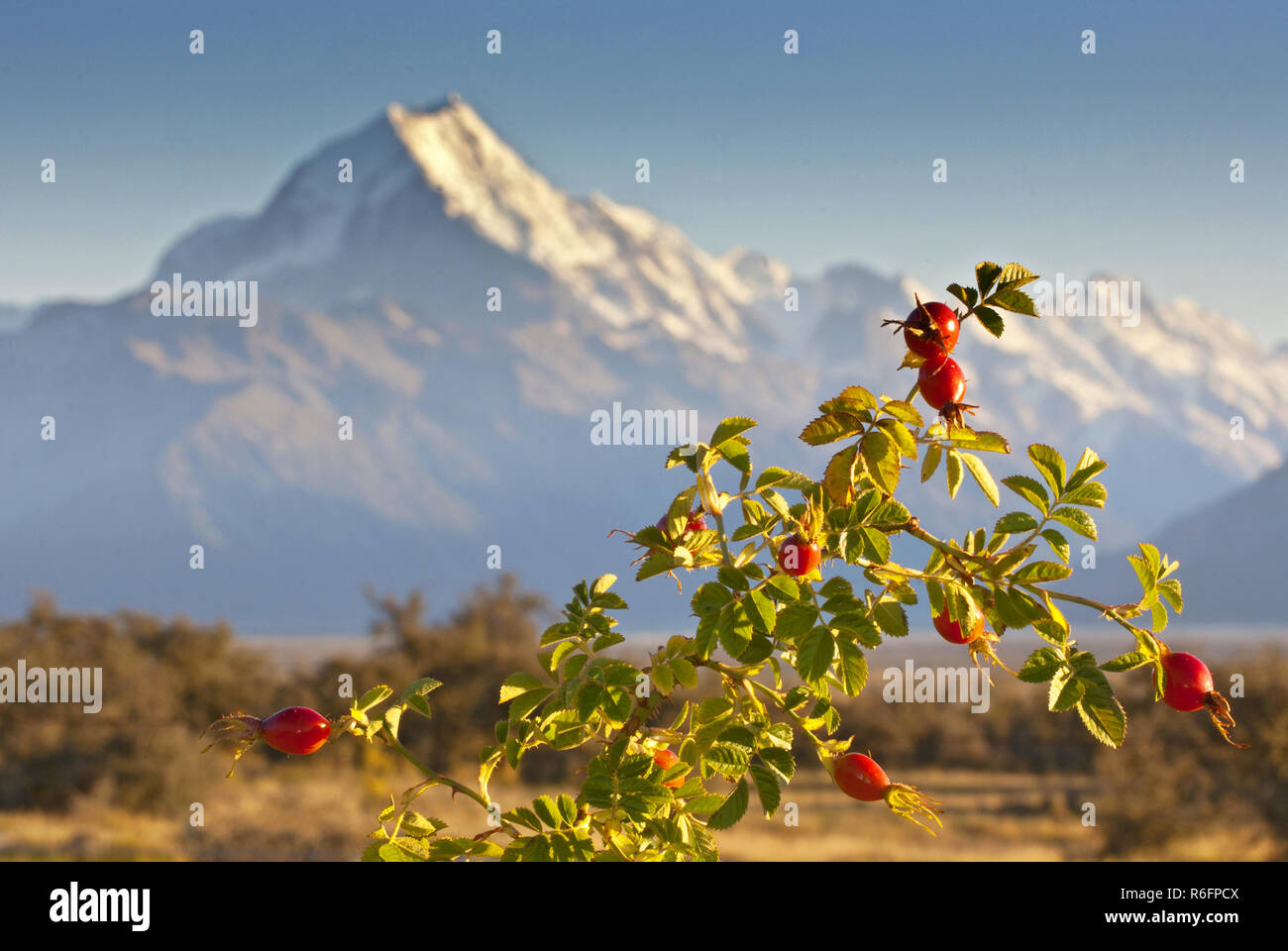 Mount Cook Summit In Aoraki Mount Cook National Park, South Island, New ...