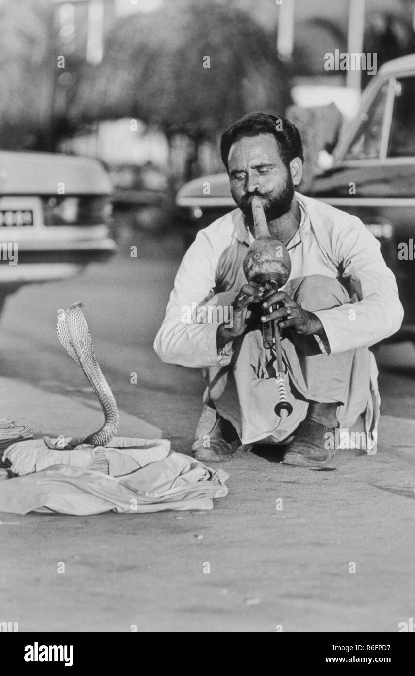 Snake Charmer playing musical instrument pungi, cobra dancing, India ...