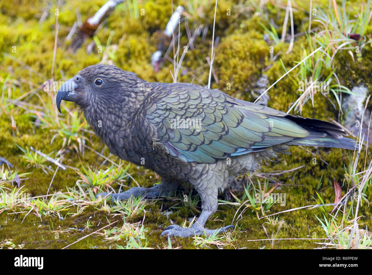 The Kea (Nestor Notabilis), A Large Species Of Parrot Of The Family ...