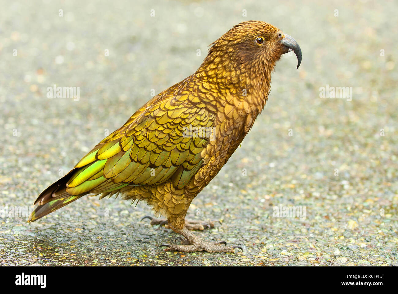 The Kea (Nestor Notabilis), A Large Species Of Parrot Of The Family ...