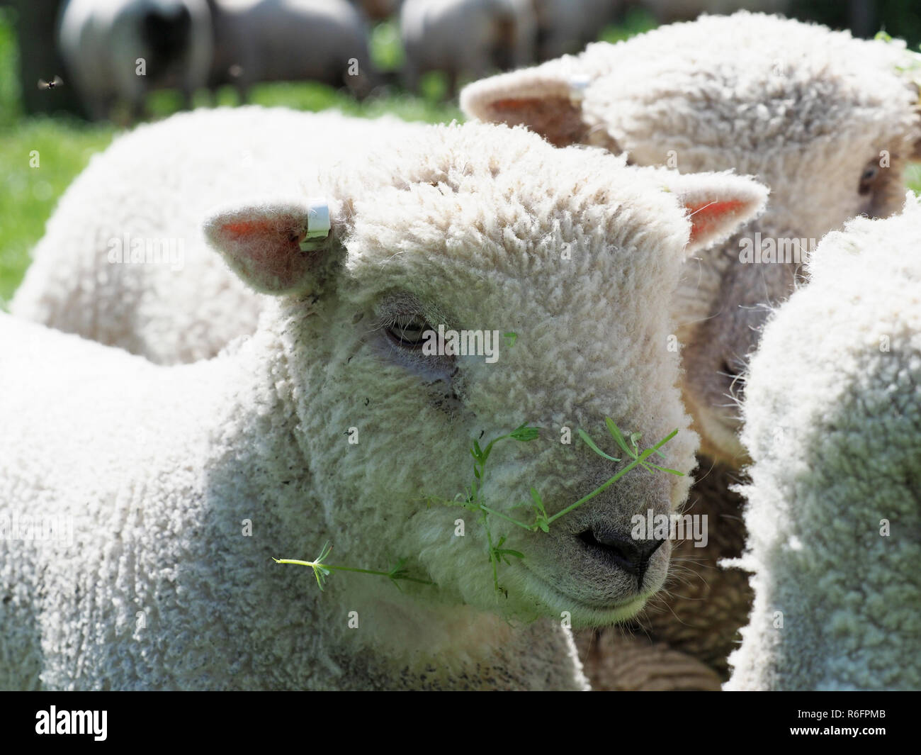 Southdown sheep lamb hi-res stock photography and images - Alamy
