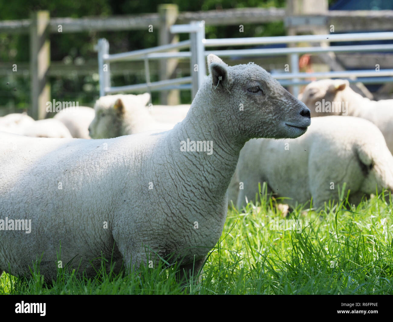 Southdown sheep lamb hi-res stock photography and images - Alamy
