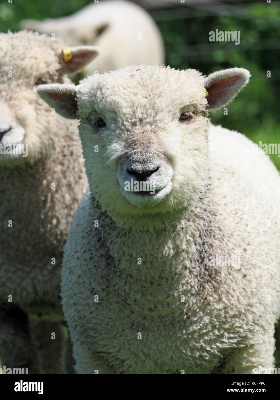 Southdown sheep lamb hi-res stock photography and images - Alamy