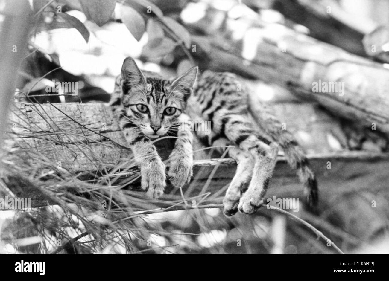 Black white picture cat Black and White Stock Photos & Images - Alamy