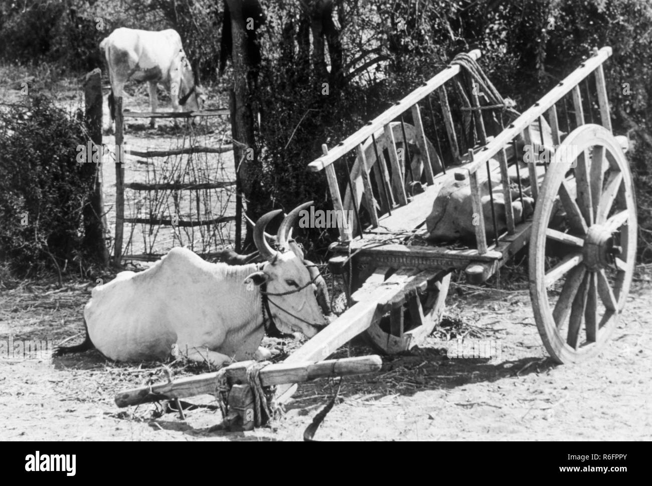 Bullock Cart, India, old vintage 1900s picture Stock Photo - Alamy