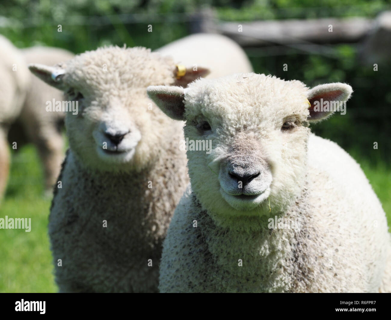 Southdown Sheep High Resolution Stock Photography and Images - Alamy