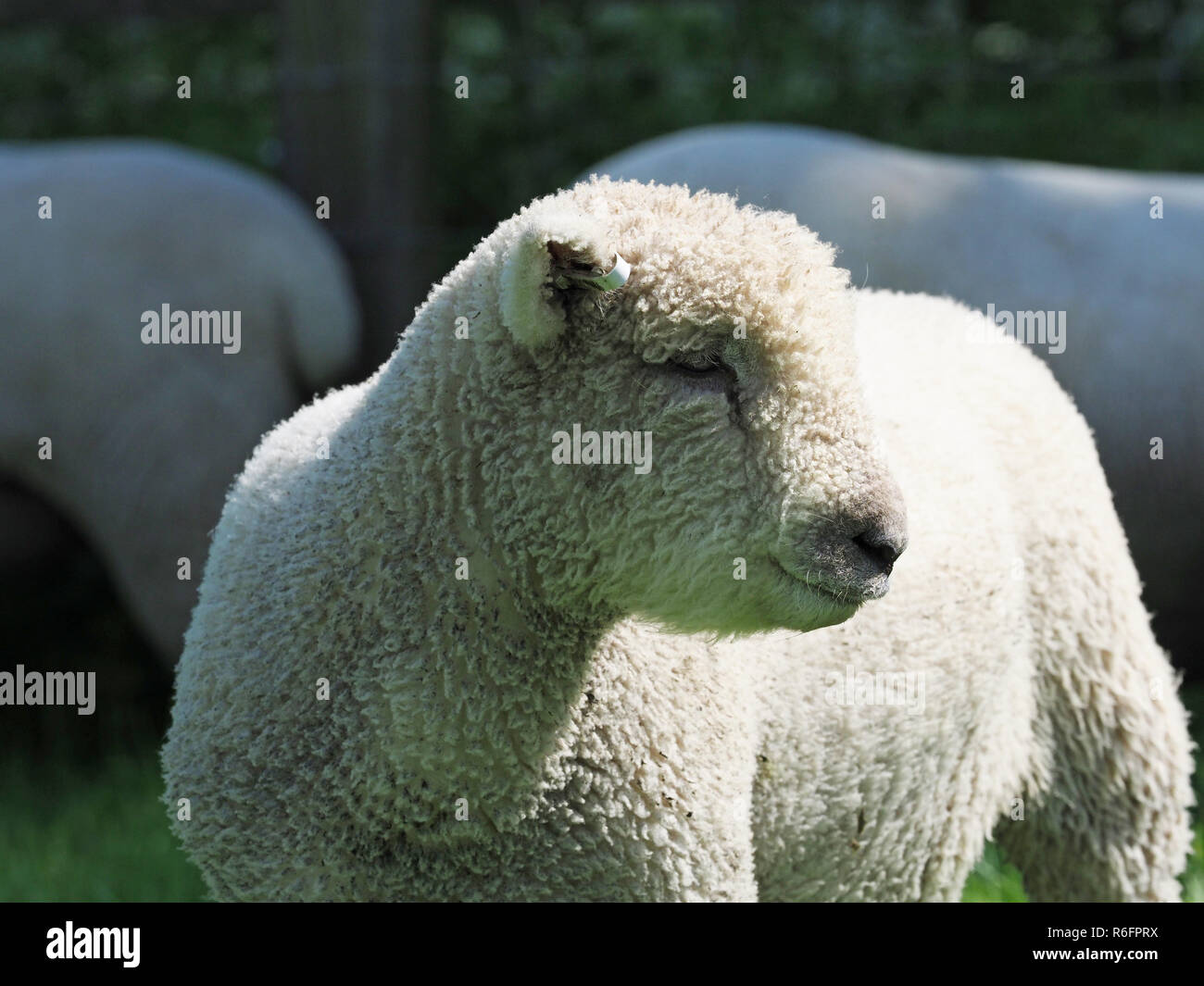 Southdown sheep hi-res stock photography and images - Alamy