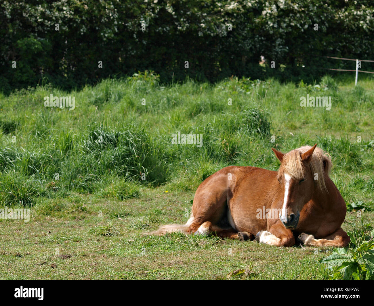 A chestnut pony laying down in a paddock Stock Photo - Alamy