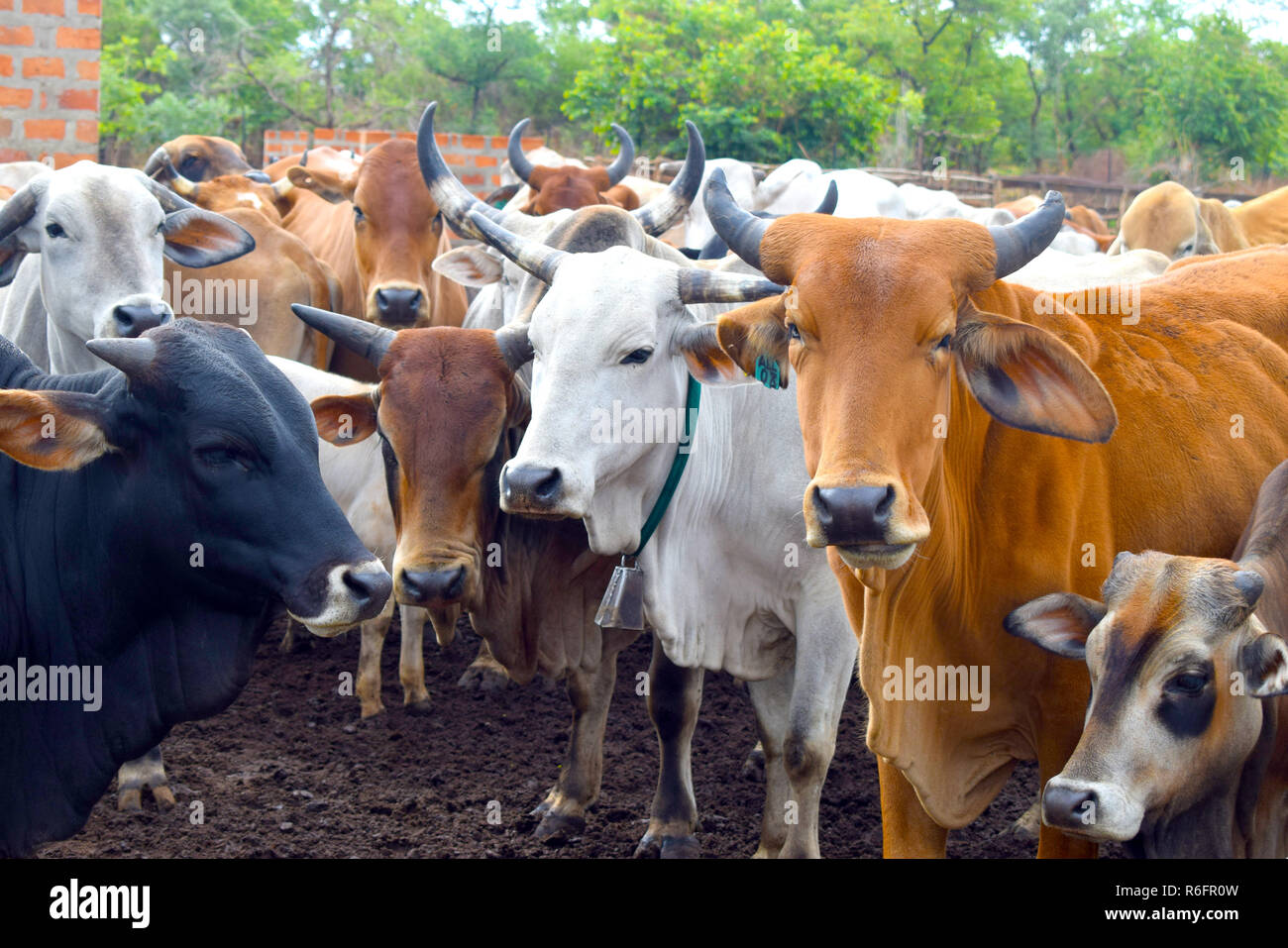 Rural cattle ranching Stock Photo - Alamy