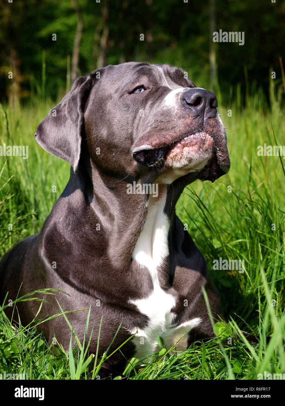 Mastif Dog High Resolution Stock Photography and Images - Alamy