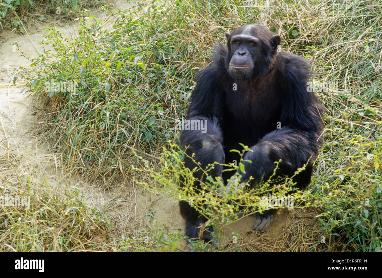 Chimpanzee (Pan troglodytes), Kanpur, uttar pradesh, india Stock Photo ...