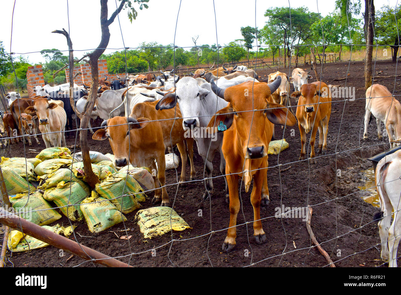 Rural cattle ranching Stock Photo - Alamy