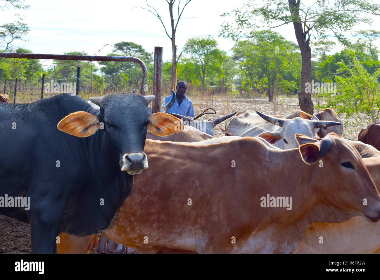Rural cattle ranching Stock Photo - Alamy