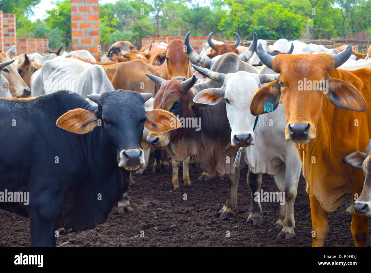 Rural cattle ranching Stock Photo - Alamy