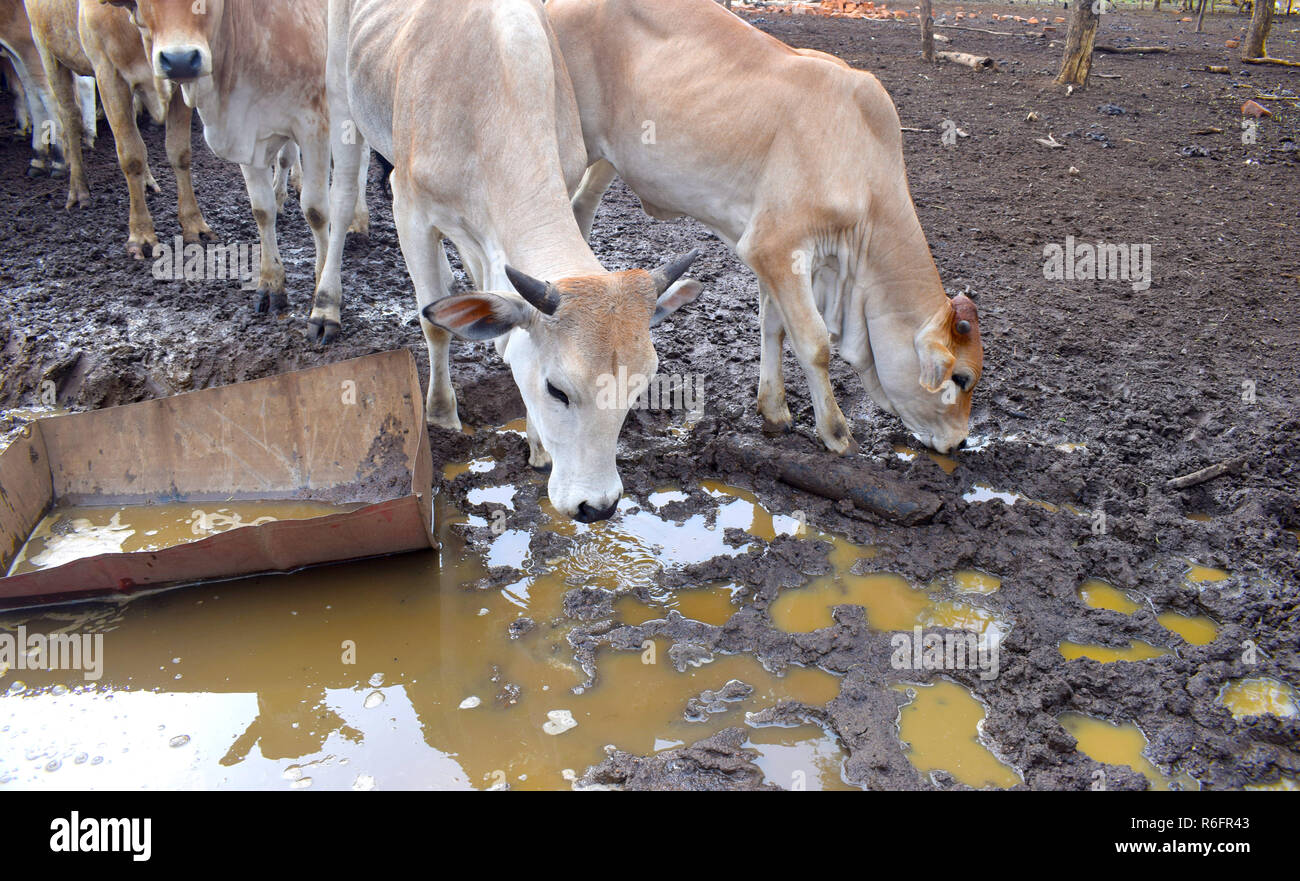Rural cattle ranching Stock Photo - Alamy