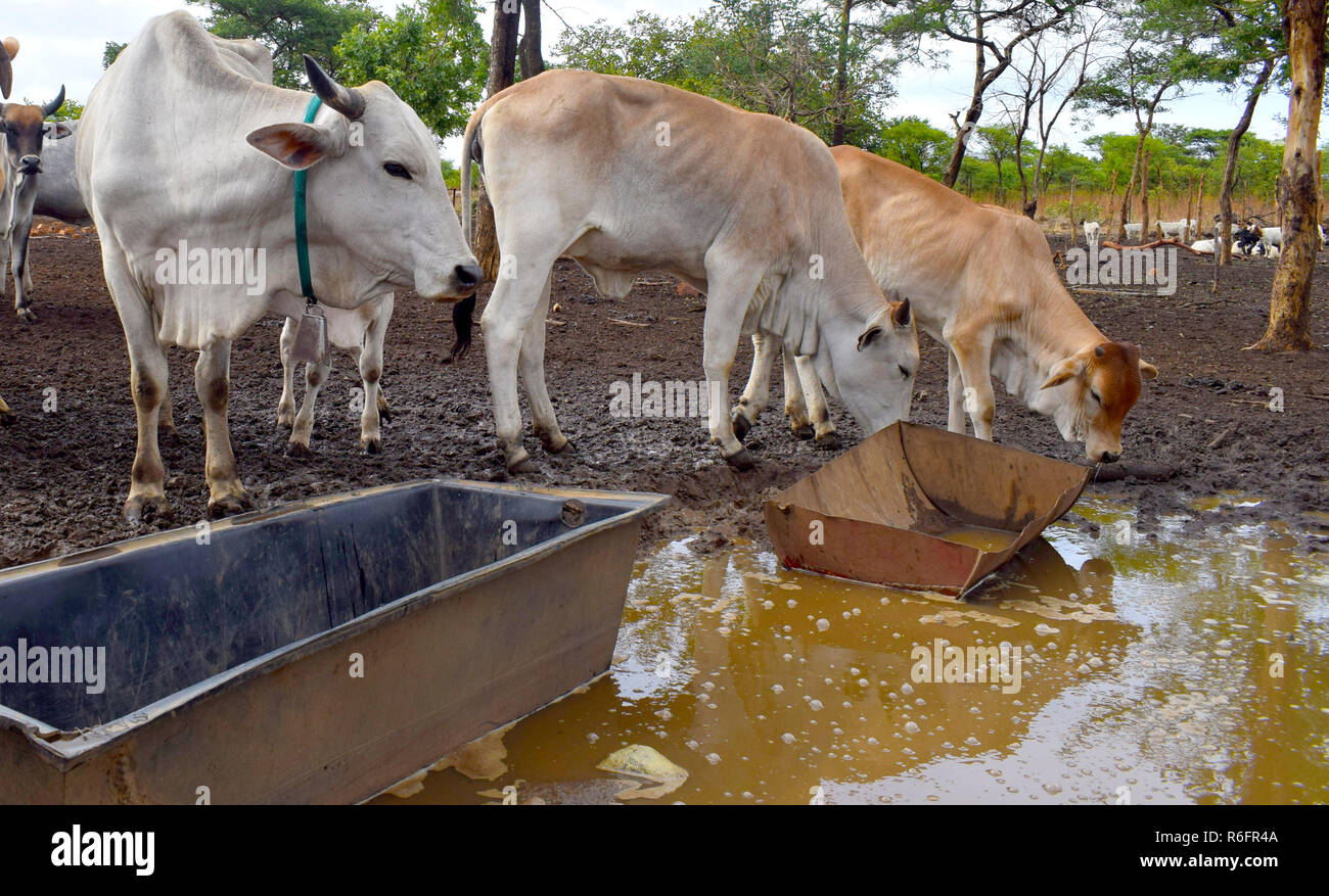 Rural cattle ranching Stock Photo - Alamy
