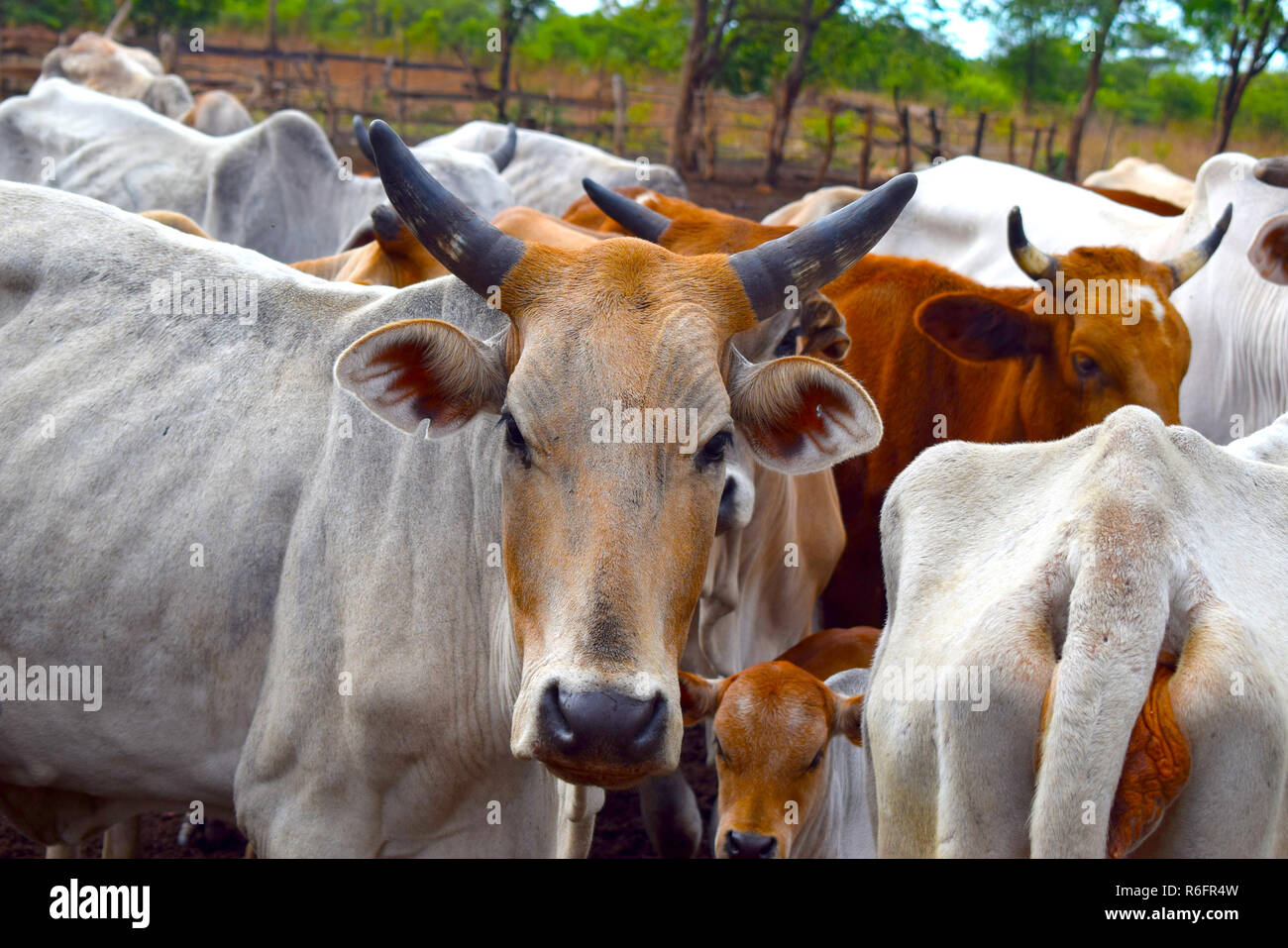 Rural cattle ranching Stock Photo - Alamy