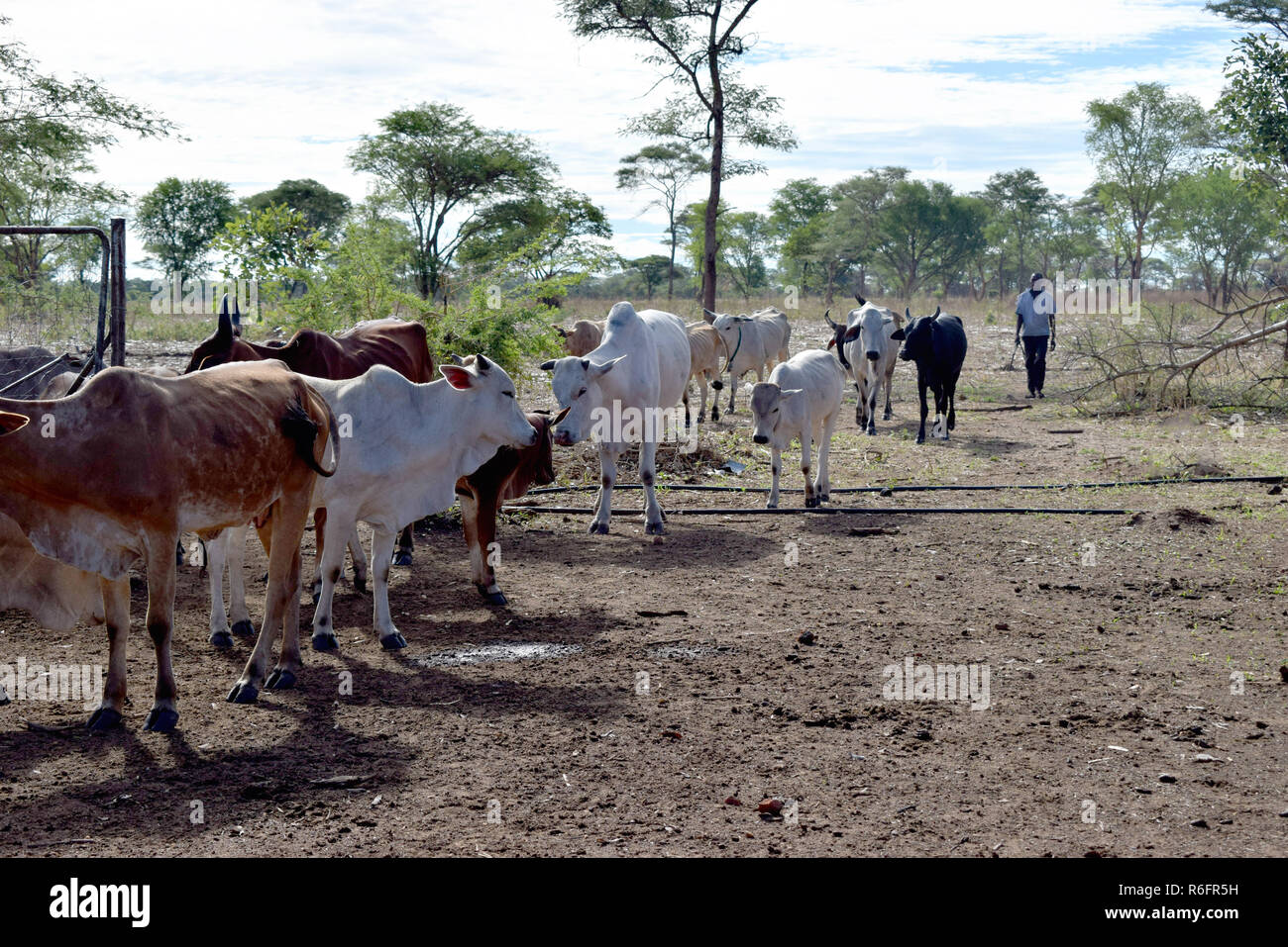 Rural cattle ranching Stock Photo - Alamy