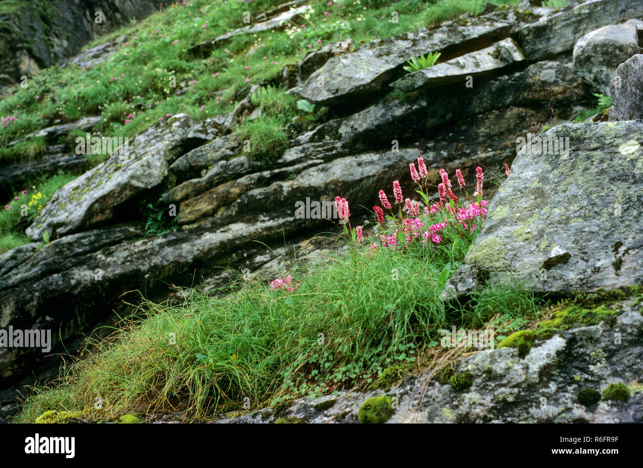 Valley Of Flowers National Park Chamoli Uttarakhand