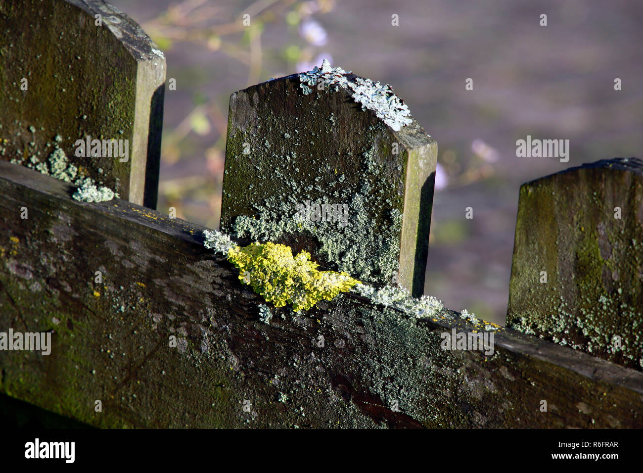 lichen on a wooden garden fence Stock Photo - Alamy