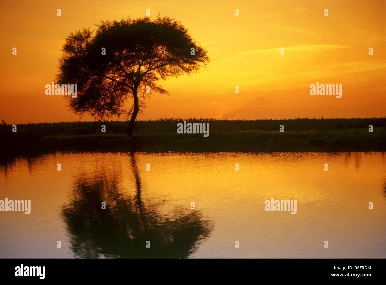 Trees with sunset Stock Photo - Alamy