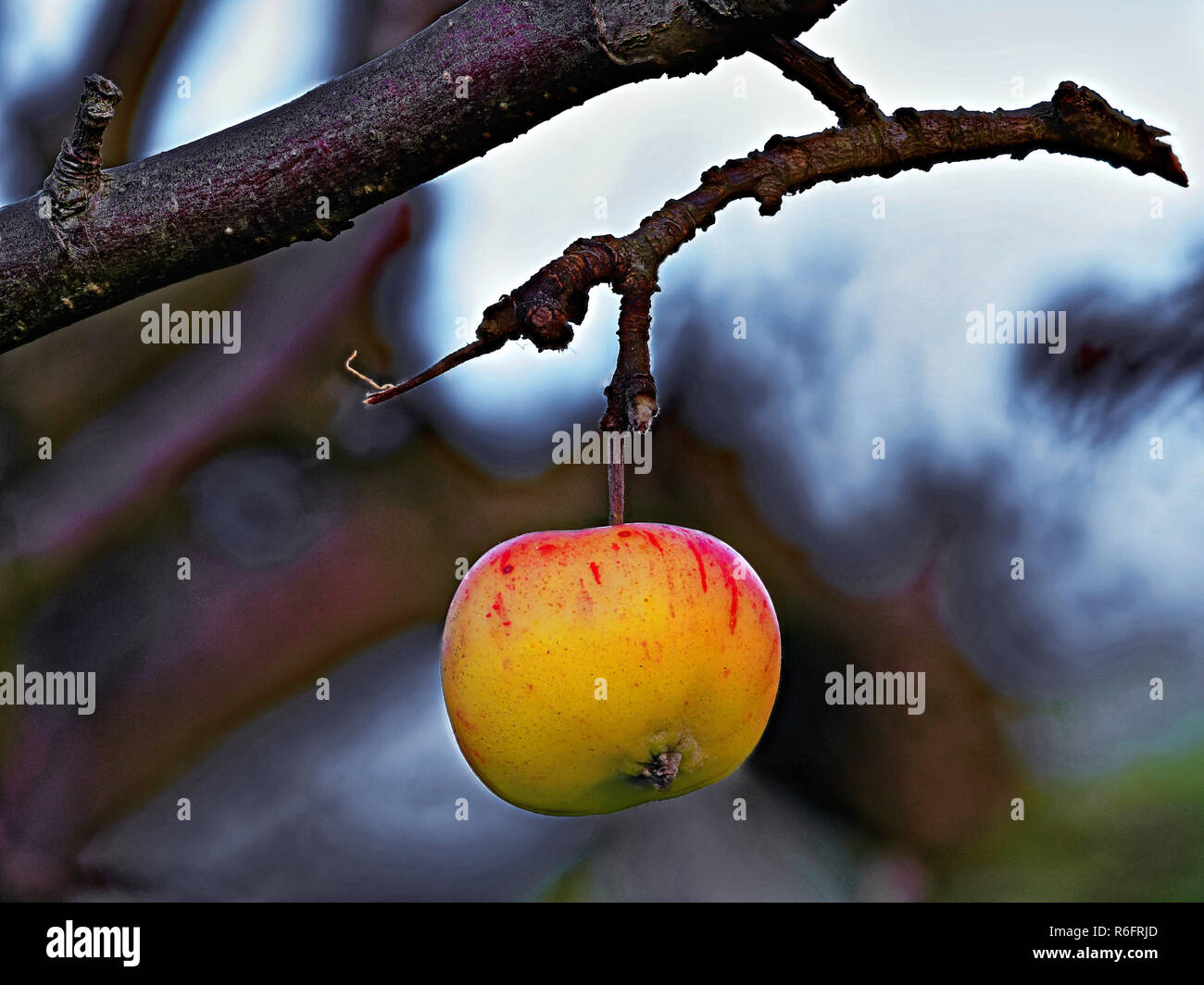 Lone apple hi-res stock photography and images - Alamy