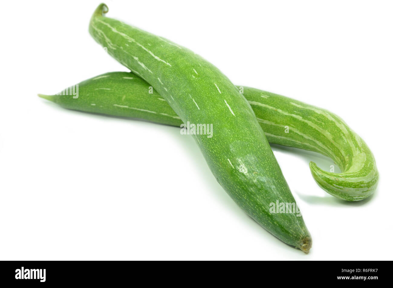 Serpent Gourd Plant High Resolution Stock Photography and Images - Alamy