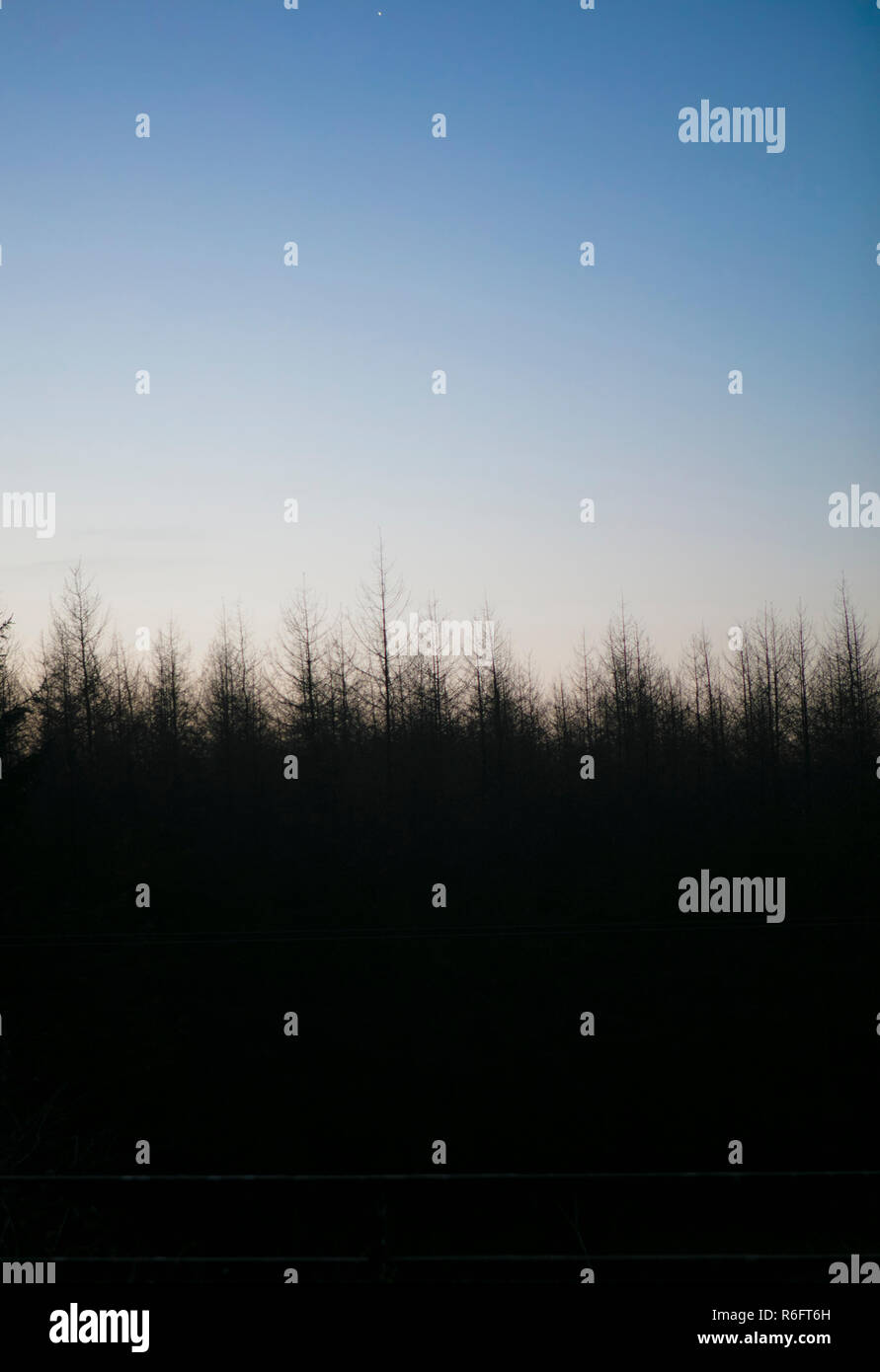Treeline trees hi-res stock photography and images - Alamy