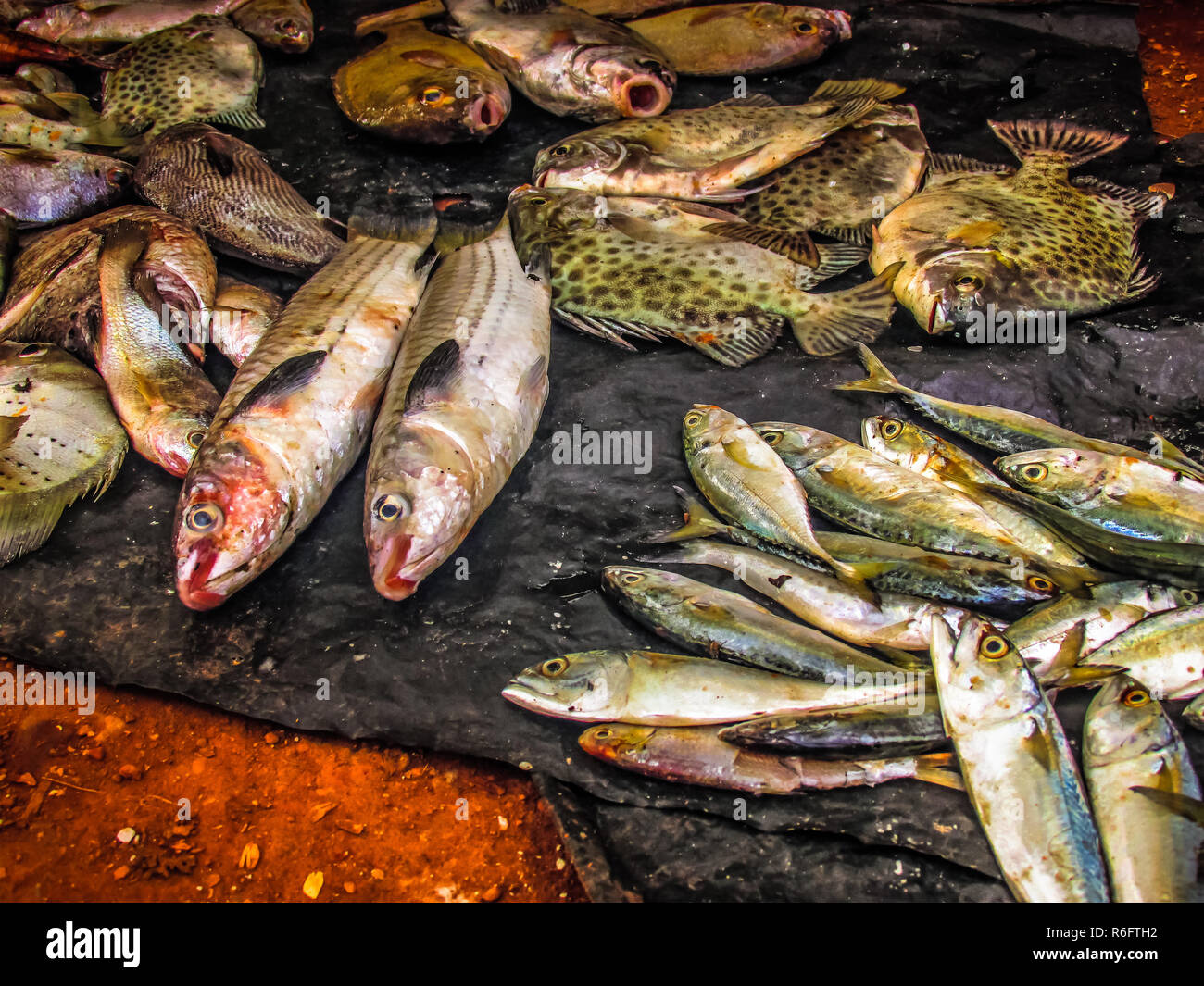 Closeup of different kinds of fishes and sea food sold in the fish ...