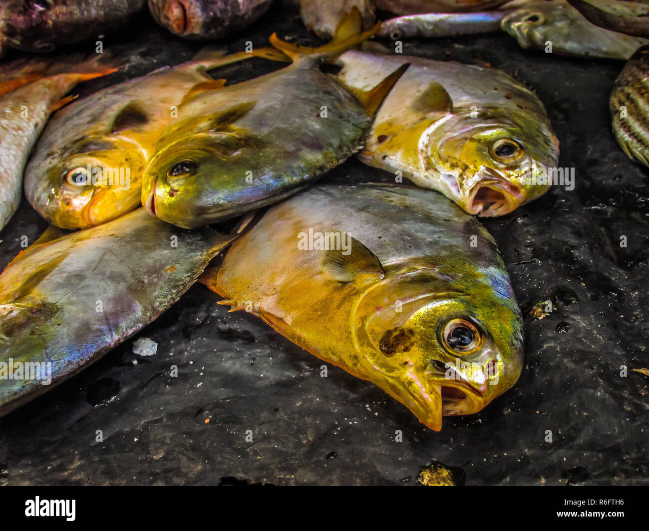 Closeup of different kinds of fishes and sea food sold in the fish ...