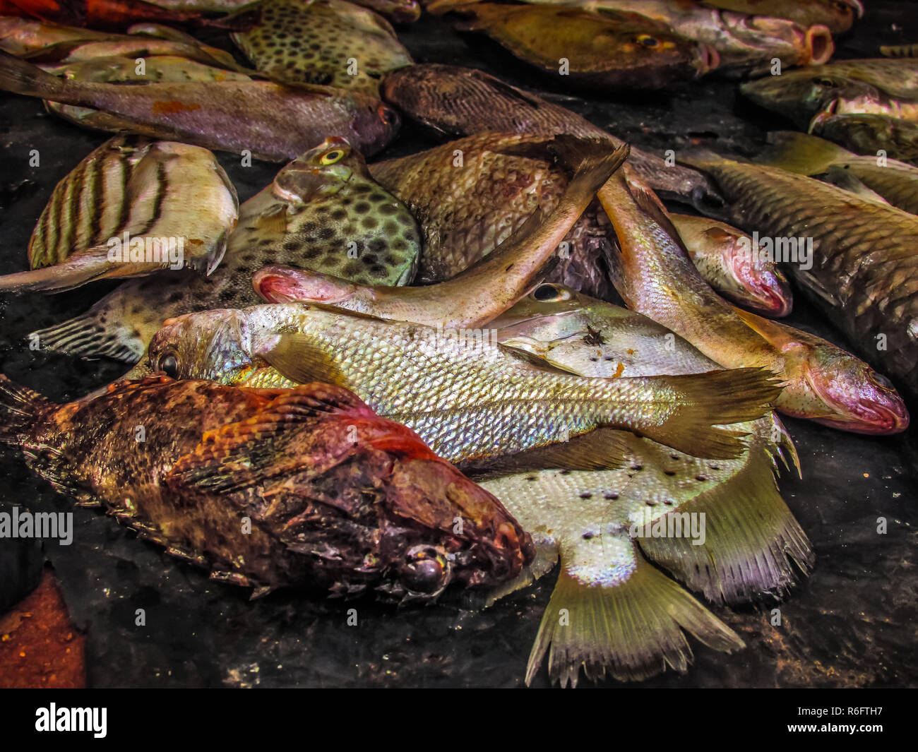 Closeup of different kinds of fishes and sea food sold in the fish ...