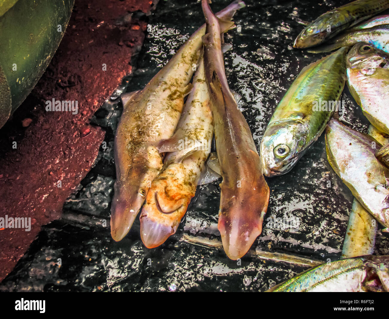 Different Types Of Indian Fishes