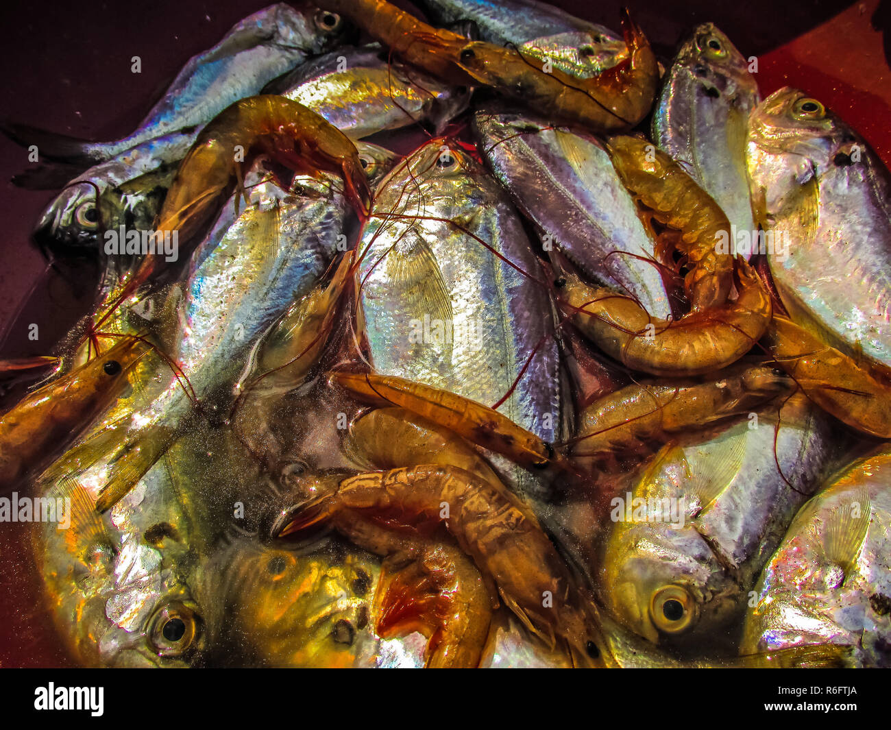 Closeup of different kinds of fishes and sea food sold in the fish ...