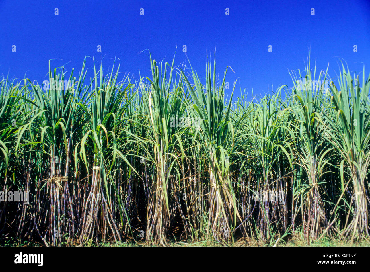 Farm of Sugar cane crops Stock Photo - Alamy