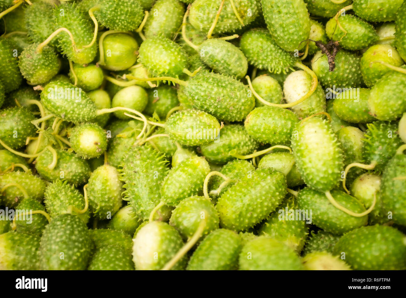 Green Spiky Vegetable