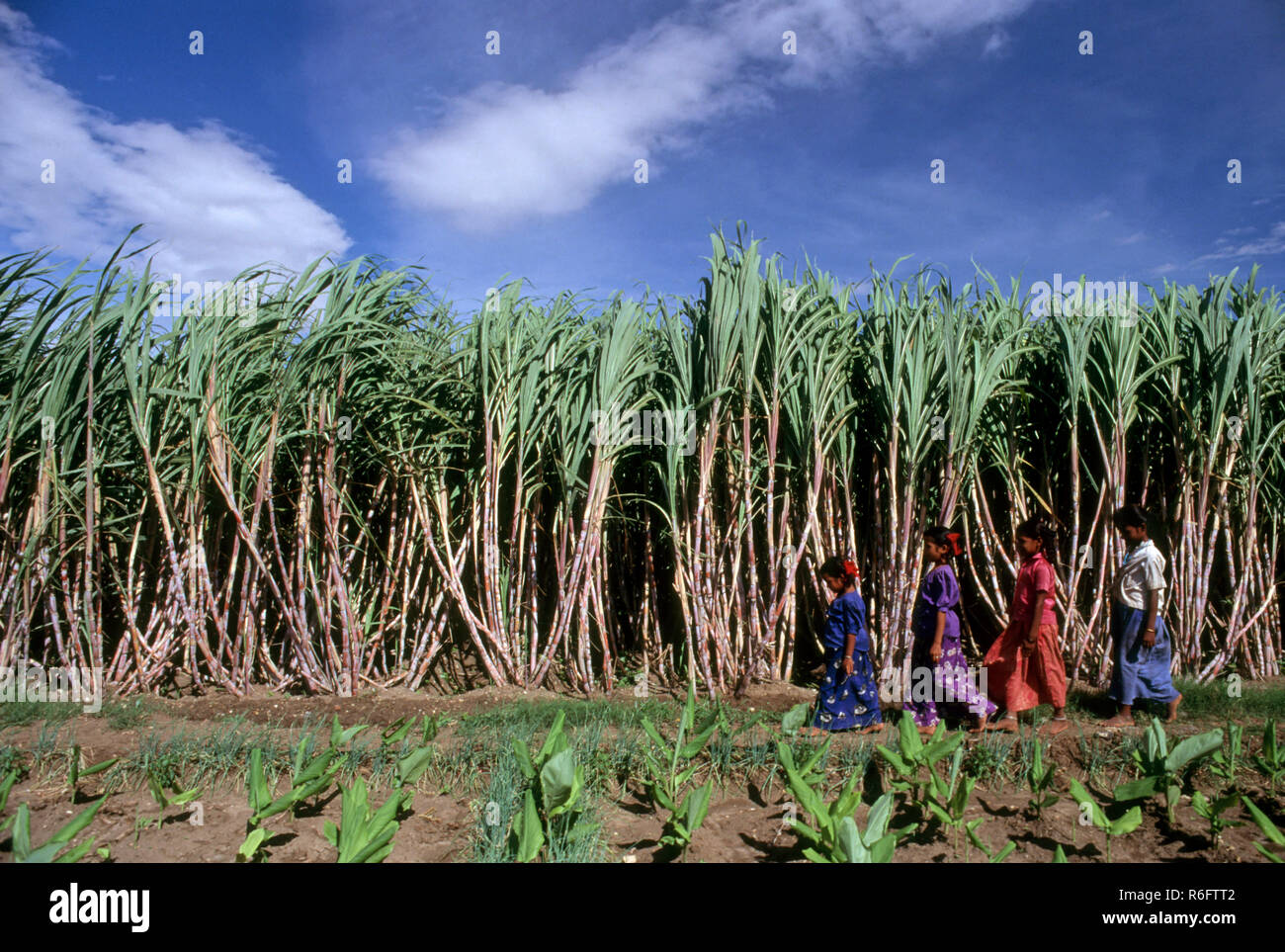 sugar cane field Stock Photo - Alamy