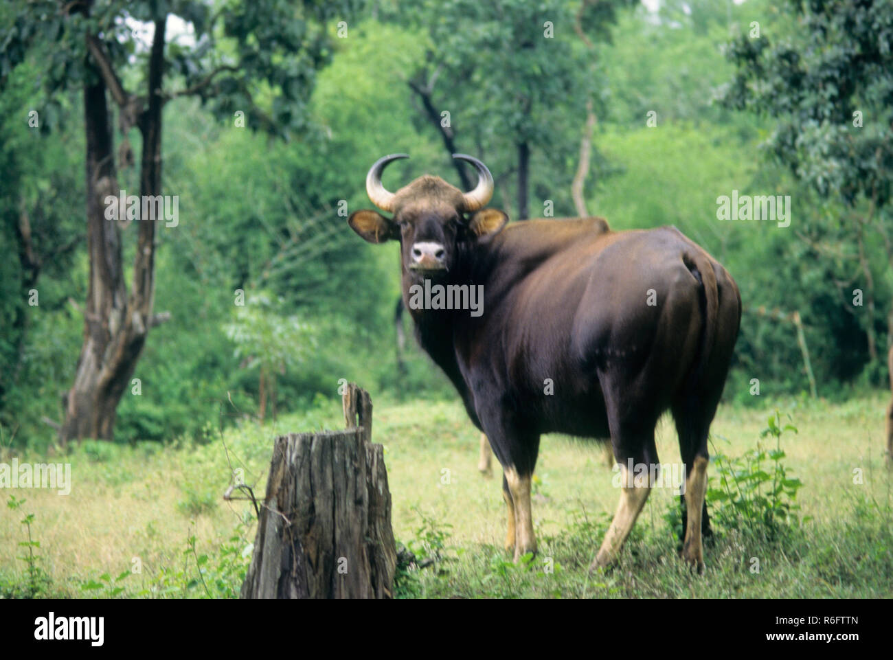Black feet bison hi-res stock photography and images - Alamy