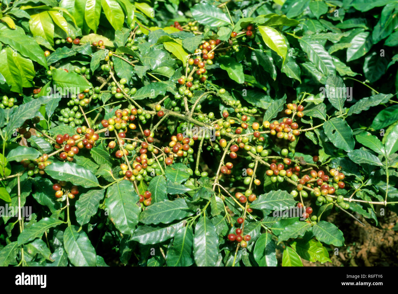 India berries hi-res stock photography and images - Alamy