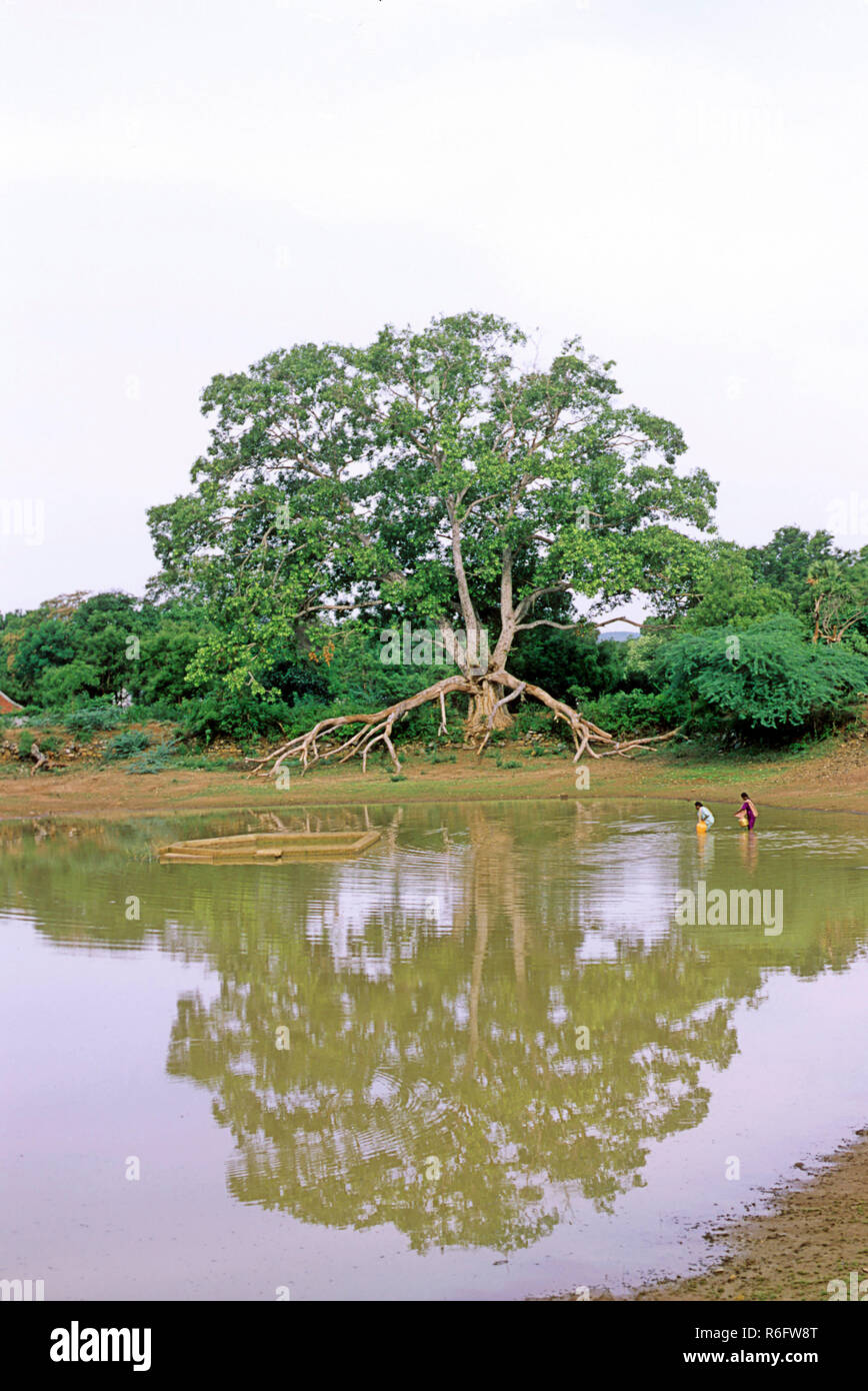 Peepal tree hi-res stock photography and images - Alamy