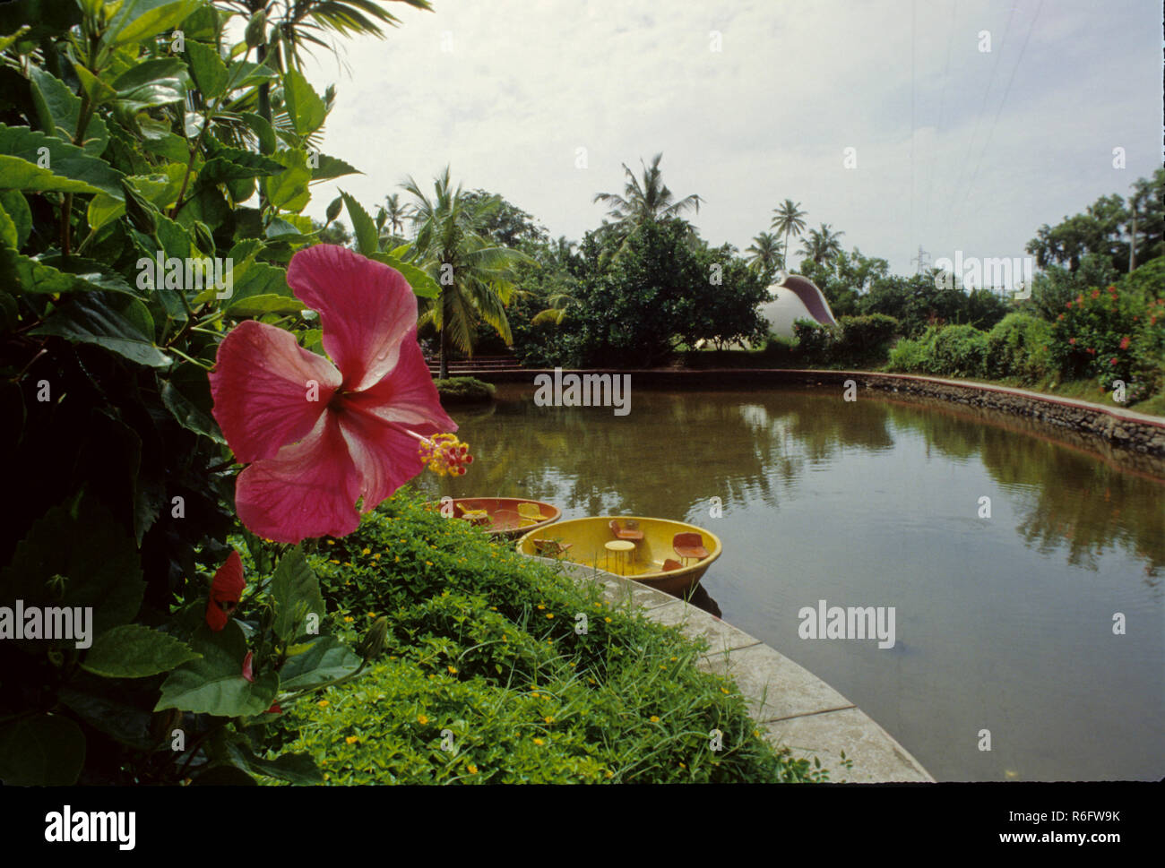 Hibiscus or shoe flowers, veli tourists village near thiruvananthapuram ...