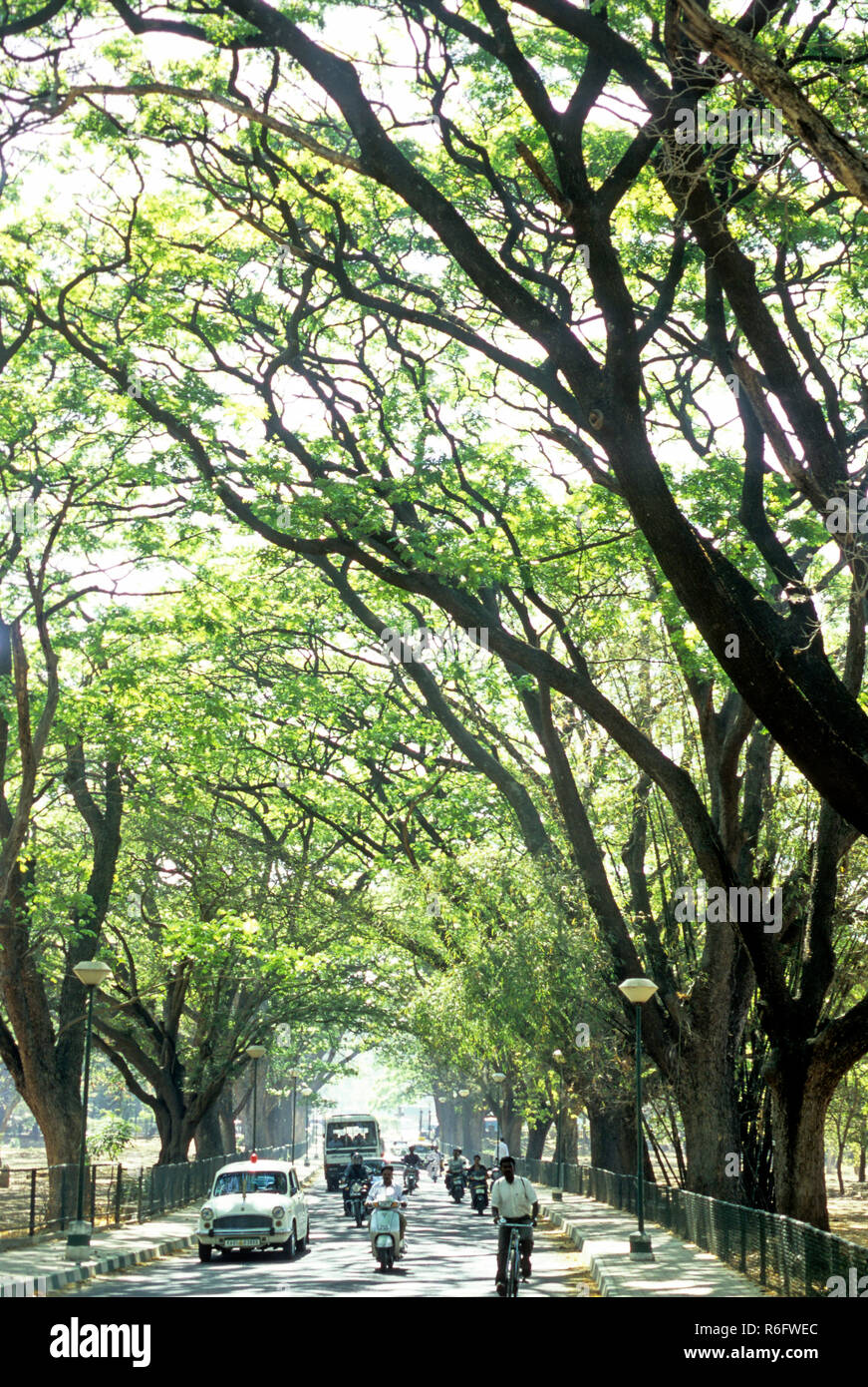 cubbon park laid out in 1864 by richard sankey, bangalore, karnataka ...