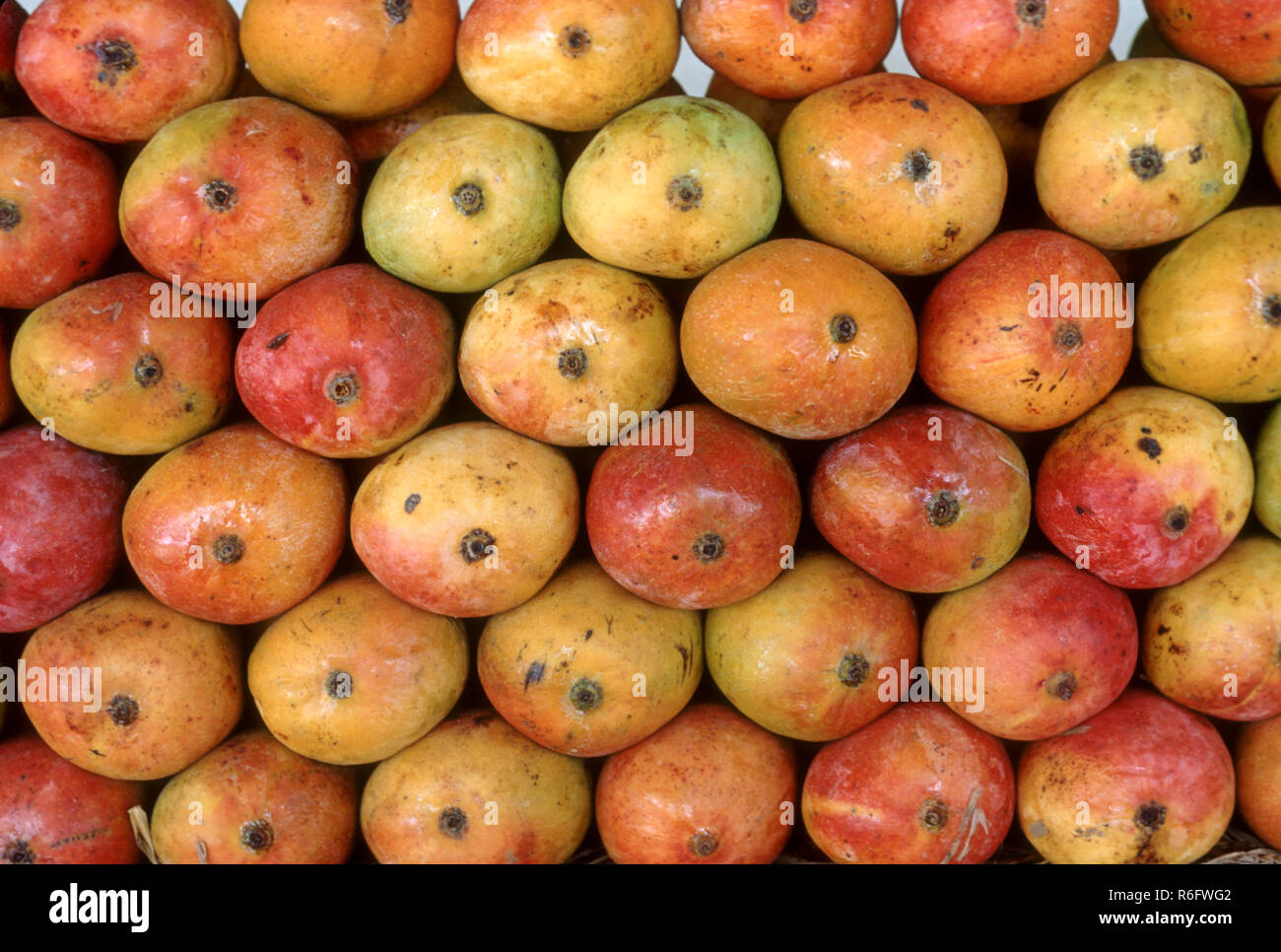 Fruits, ripe mangoes Stock Photo - Alamy